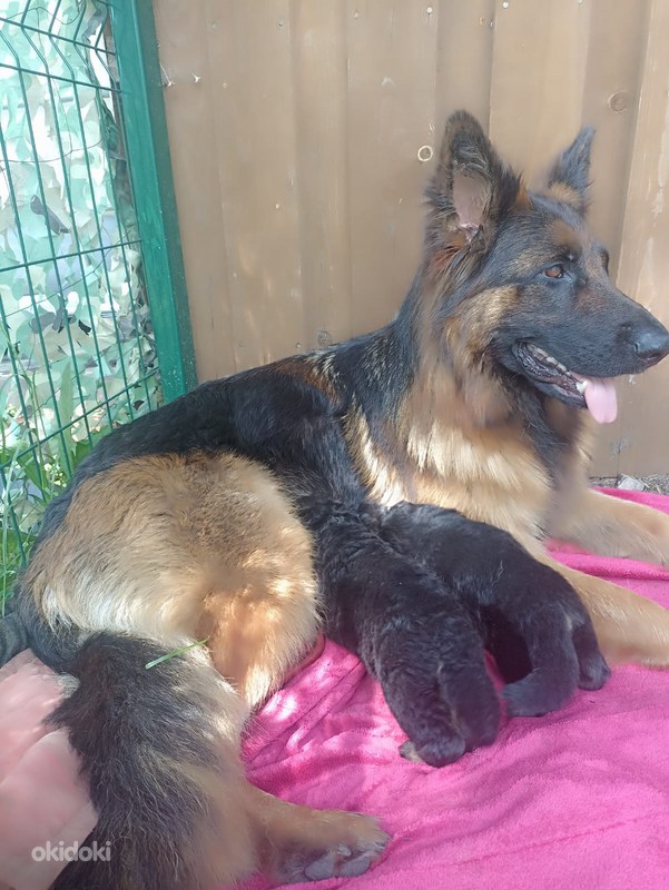 Saksa pikakarvaline lambakoer - Tallinn, Koerad – okidoki