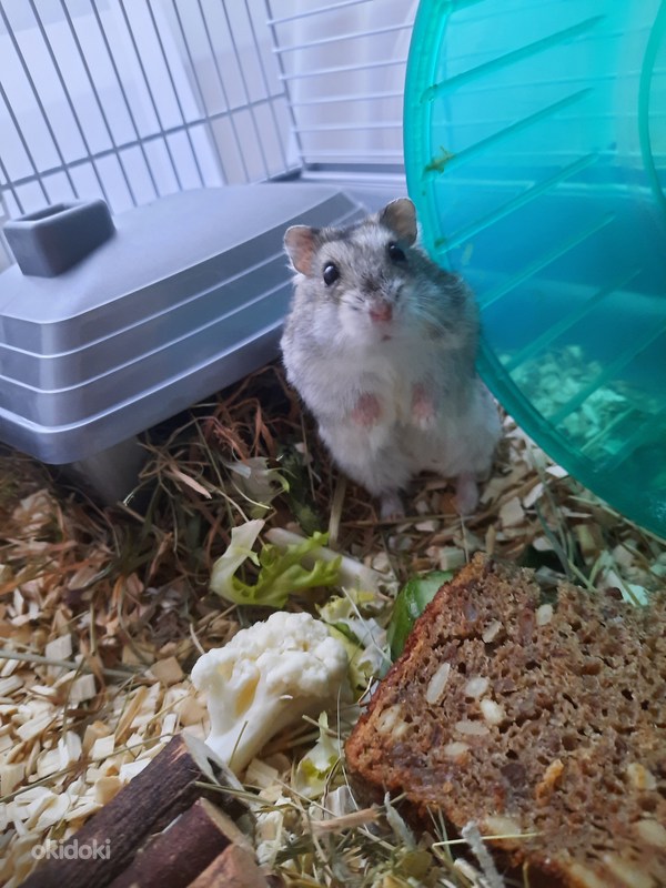 Hamster (+puur+toit) - Tallinn, Närilised – okidoki