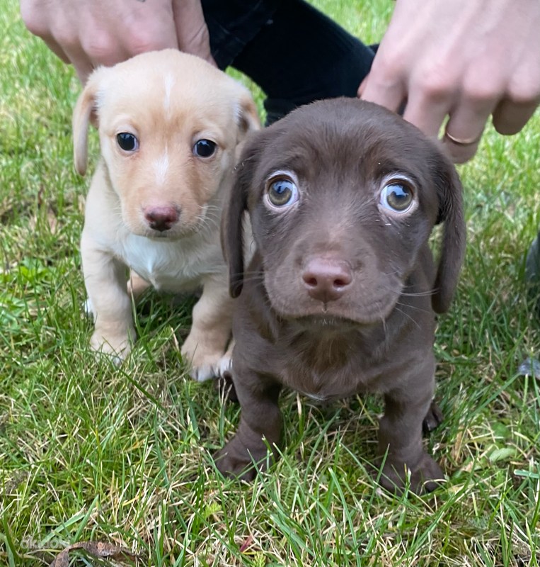 Väikest kasvu koera kutsikad otsivad kodu - Rakvere, Lääne-Virumaa ...