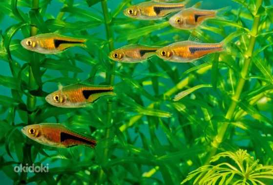 6 Harlequin rasbora - Tallinn, Akvaarium – okidoki