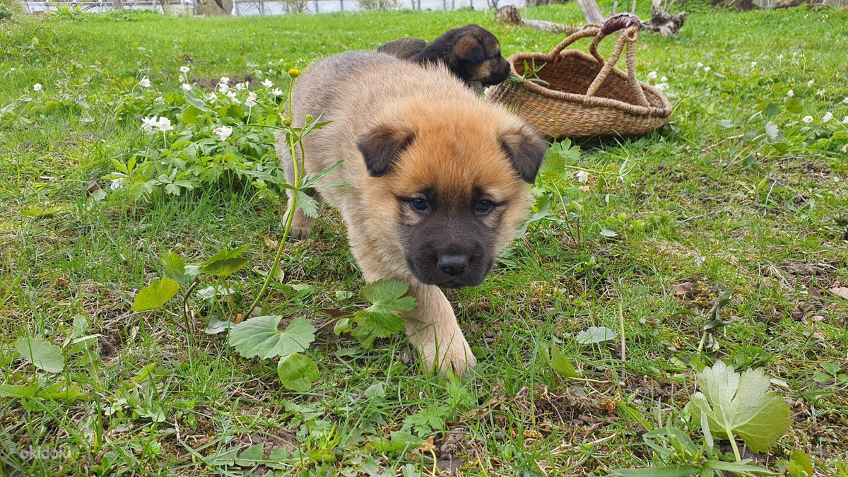 Kutsikad - Tallinn - Loomad, Koerad osta ja müü – okidoki