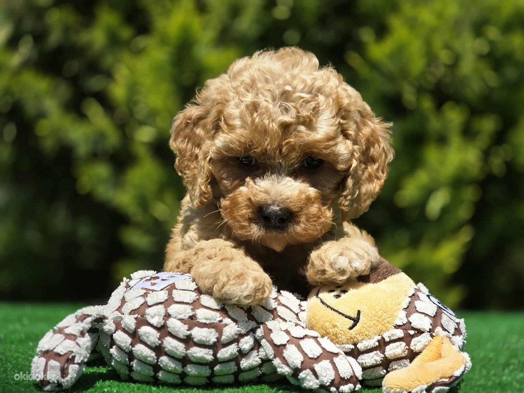 CAVAPOO KUTSIKAD - Tallinn, Koerad – okidoki