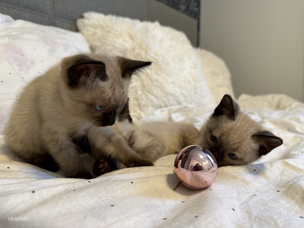 Сиамские котята - Pärnu, Кошки – okidoki