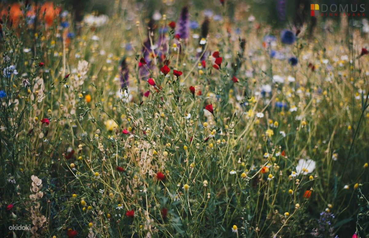 Harju maakond, Viimsi vald, Viimsi alevik, Nelgi põik 2 - Viimsi ...