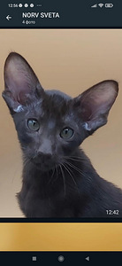 Kassid - osta soodsalt okidoki-l