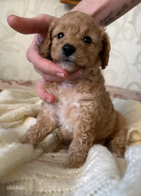 Щенки той пуделя - Narva - Животные, Собаки купить и продать – okidoki