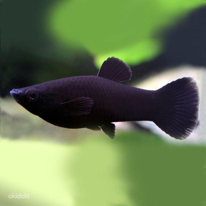 Poecilia sphenops - must molli - Tallinn, Akvaarium – okidoki