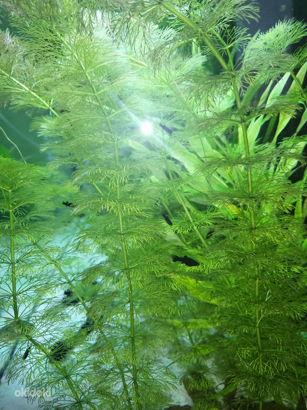 Poecilia sphenops - must molli - Tallinn - Loomad, Akvaarium osta ja ...