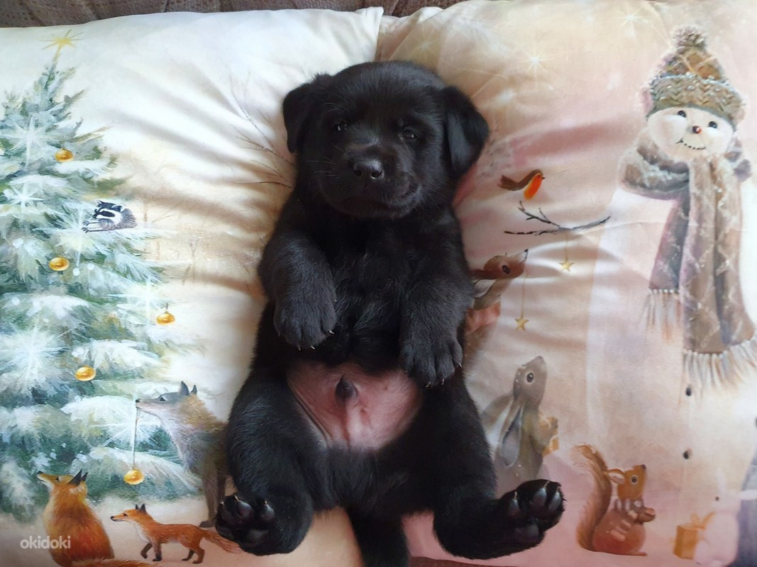 Labradori retriiver / Labrador kontrollitud vanematelt - Tapa, Tapa ...