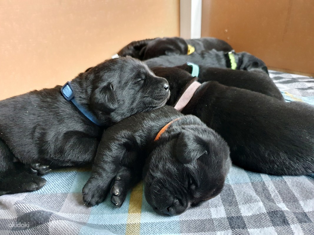 Labradori retriiver / Labrador kontrollitud vanematelt - Tapa, Tapa ...