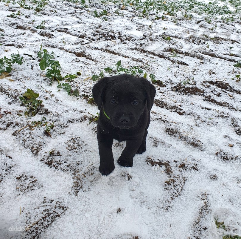 Labradori retriiver / Labrador kontrollitud vanematelt - Tapa, Tapa ...