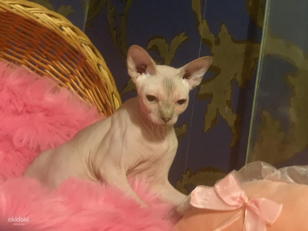 Kanādas sfinksa - Rīga - Dzīvnieki, Kaķi pirkt un pārdot – okidoki