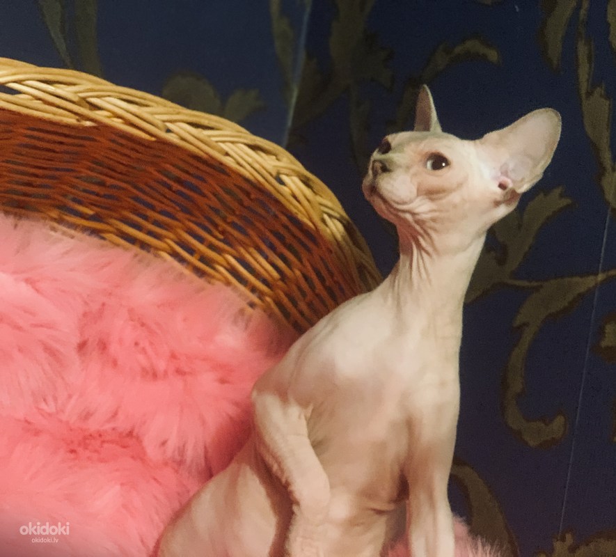 Kanādas sfinksa - Rīga - Dzīvnieki, Kaķi pirkt un pārdot – okidoki