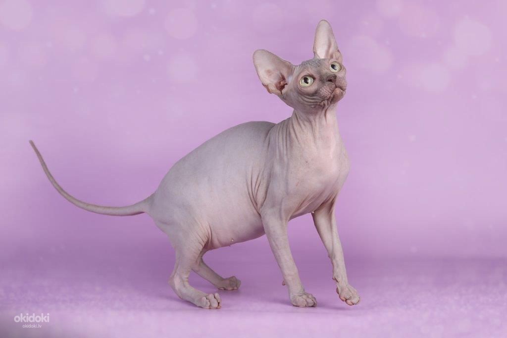 Kanādas sfinksa meitene - Rīga - Dzīvnieki, Kaķi pirkt un pārdot – okidoki