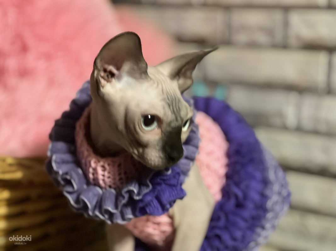 Kanādas sfinksa meitene - Rīga, Kaķi – okidoki