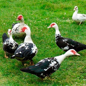 Põllumajandusloomad - osta soodsalt okidoki-l