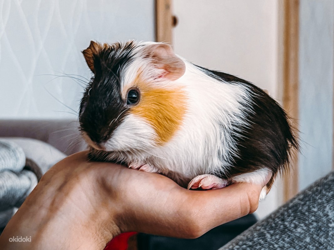 Ära anda kaks merisiga ja puur - Rapla, Rapla vald, Raplamaa, Närilised ...