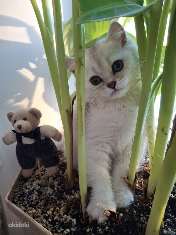 Šoti kassipoeg - Narva, Kassid – okidoki