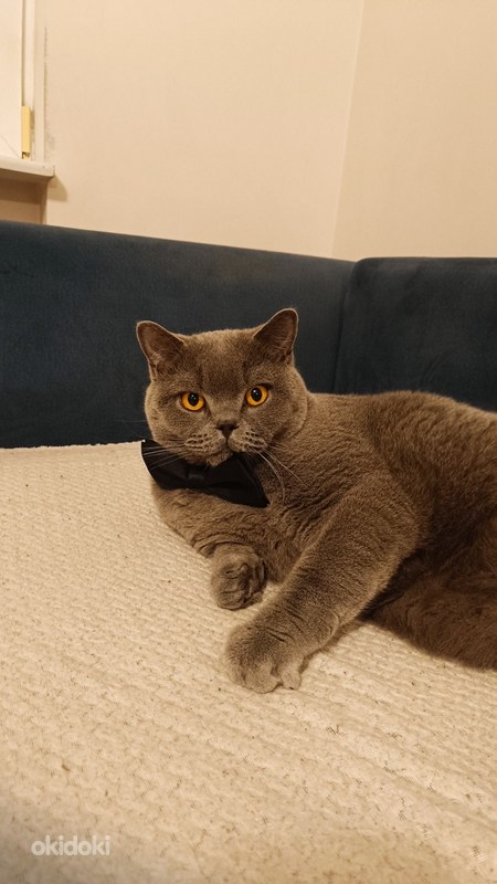 Briti kass - Tallinn, Kassid – okidoki