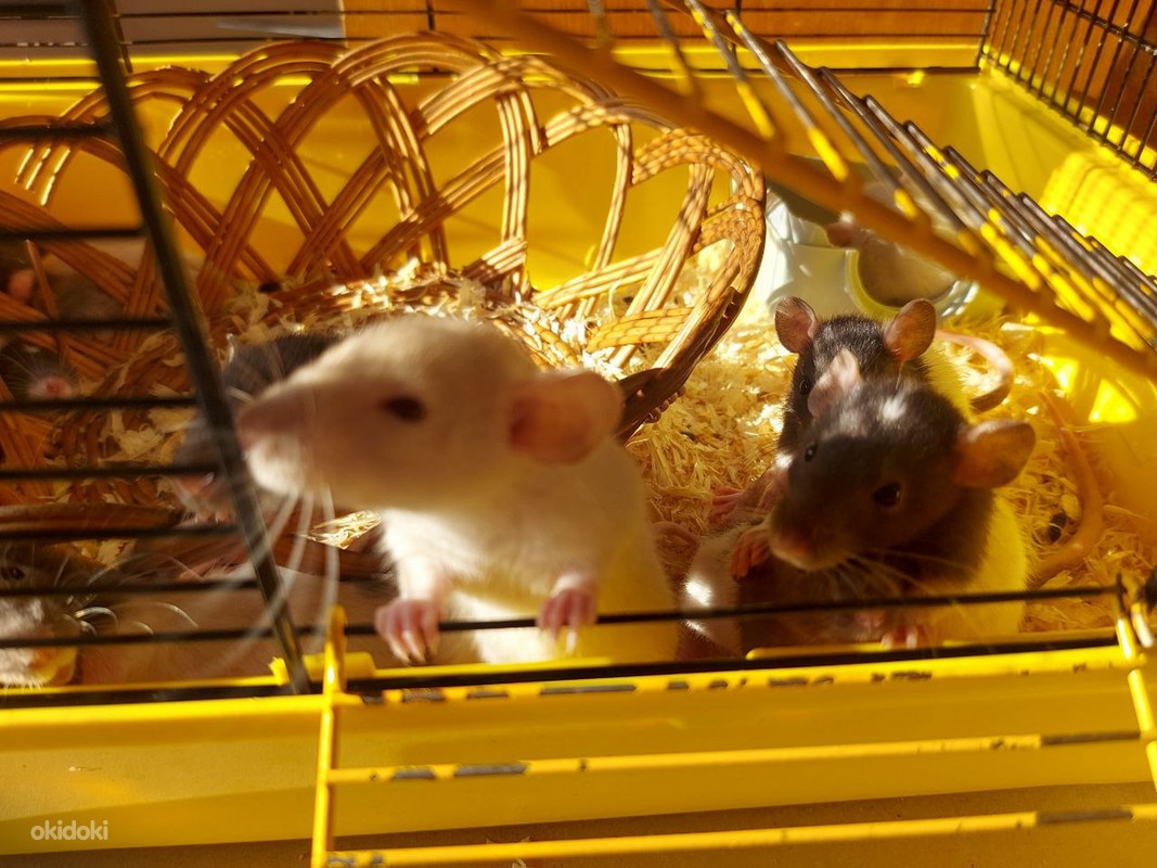 Dumbo ja tavalised rottid - Tallinn, Närilised – okidoki