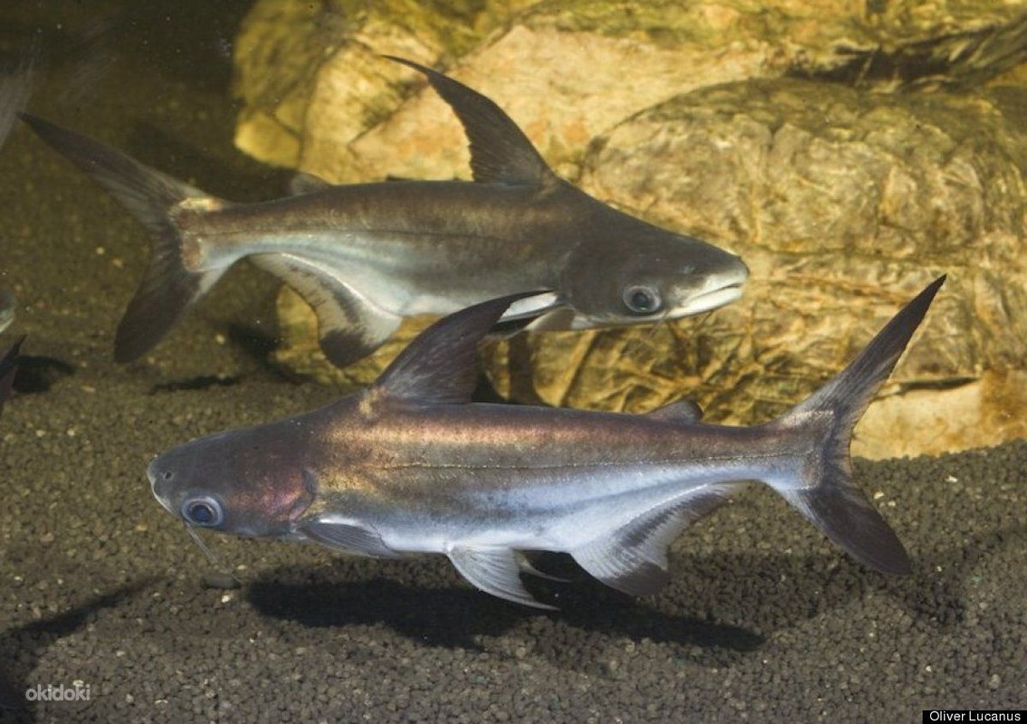 Pangasius - Märjamaa, Märjamaa vald, Raplamaa - Животные ...