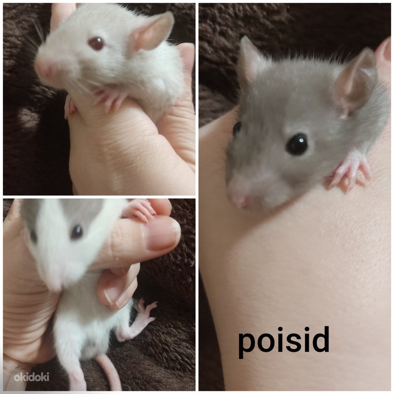 Rotid - Tartu, Närilised – okidoki