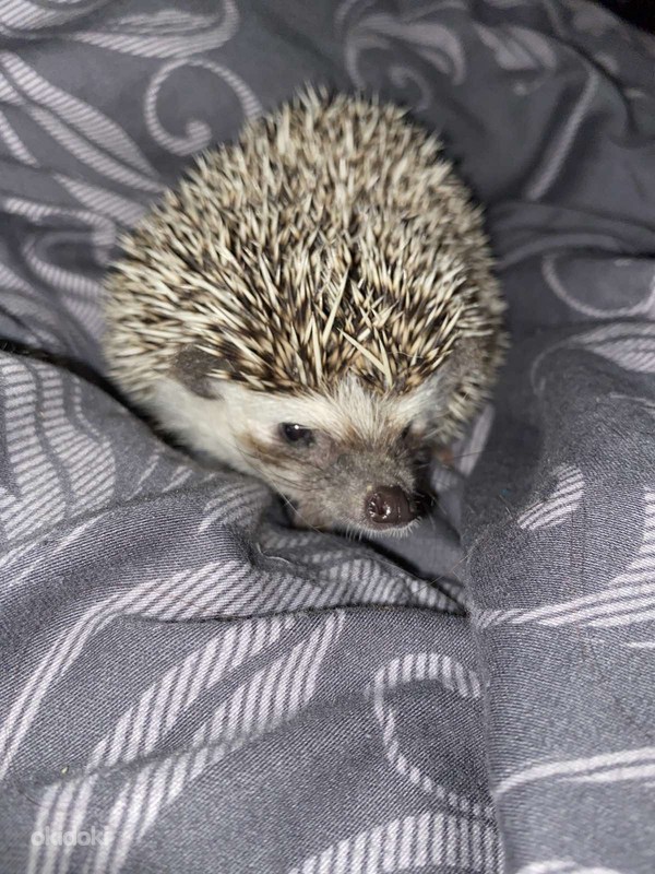 Siil - Tallinn, Eksootilised loomad – okidoki