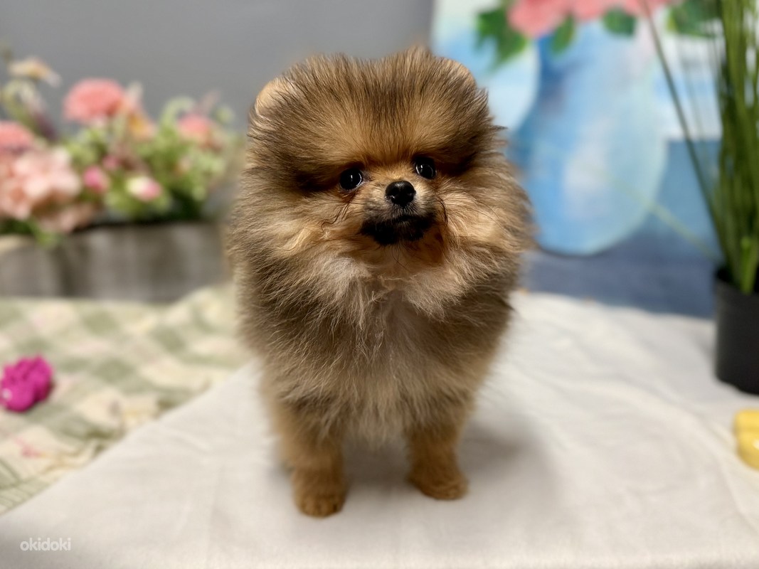 Pomeranian spits - Tallinn, Koerad – okidoki