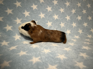 Merisiga poiss - Narva, Närilised – okidoki