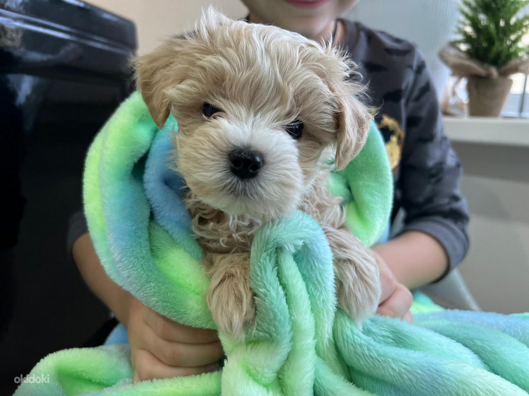 Maltipoo mini kutsikad - Tallinn, Koerad – okidoki