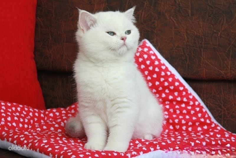 Briti kass, hõbedane tsintsilja. BRI ns 1133 - Tallinn, Kassid – okidoki