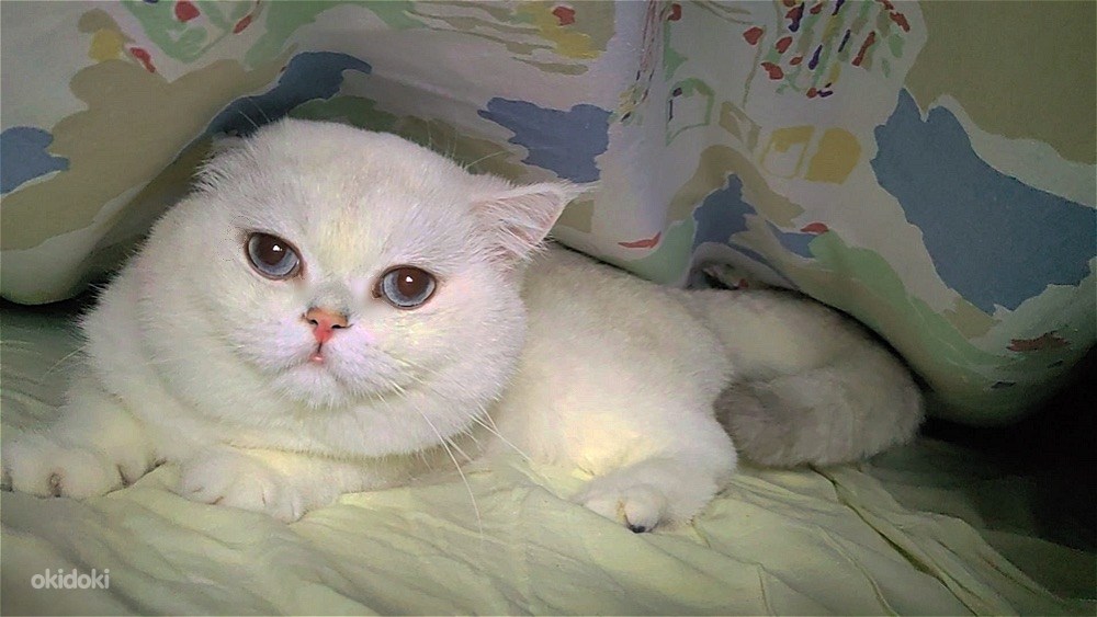 Briti kass, hõbedane tsintsilja. BRI ns 1133 - Tallinn, Kassid – okidoki