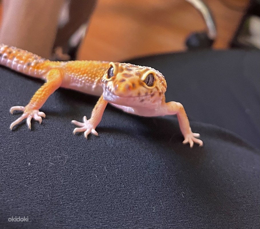 Eublefar leopardgeko eublefar - Tallinn, Eksootilised loomad – okidoki